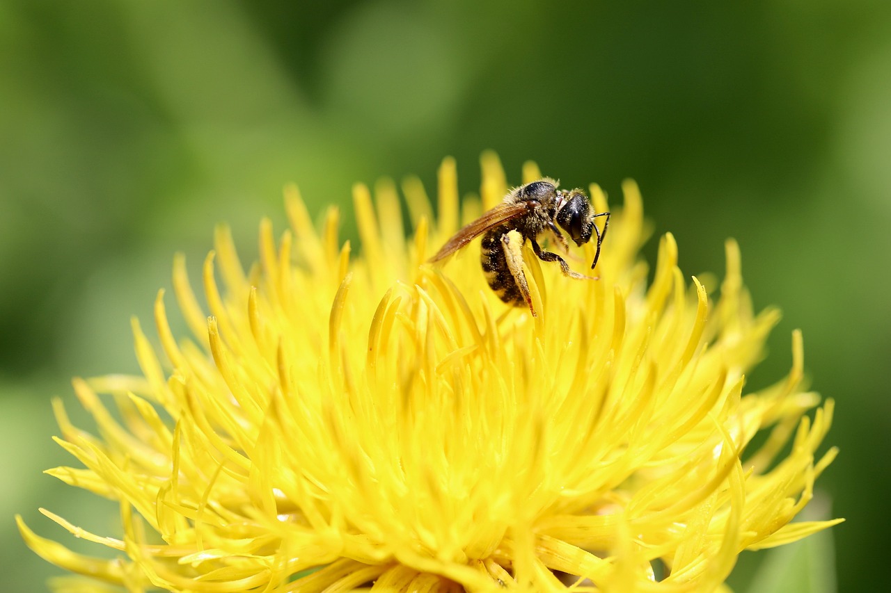 40,000+ Free Large Flower & Nature Photos - Pixabay