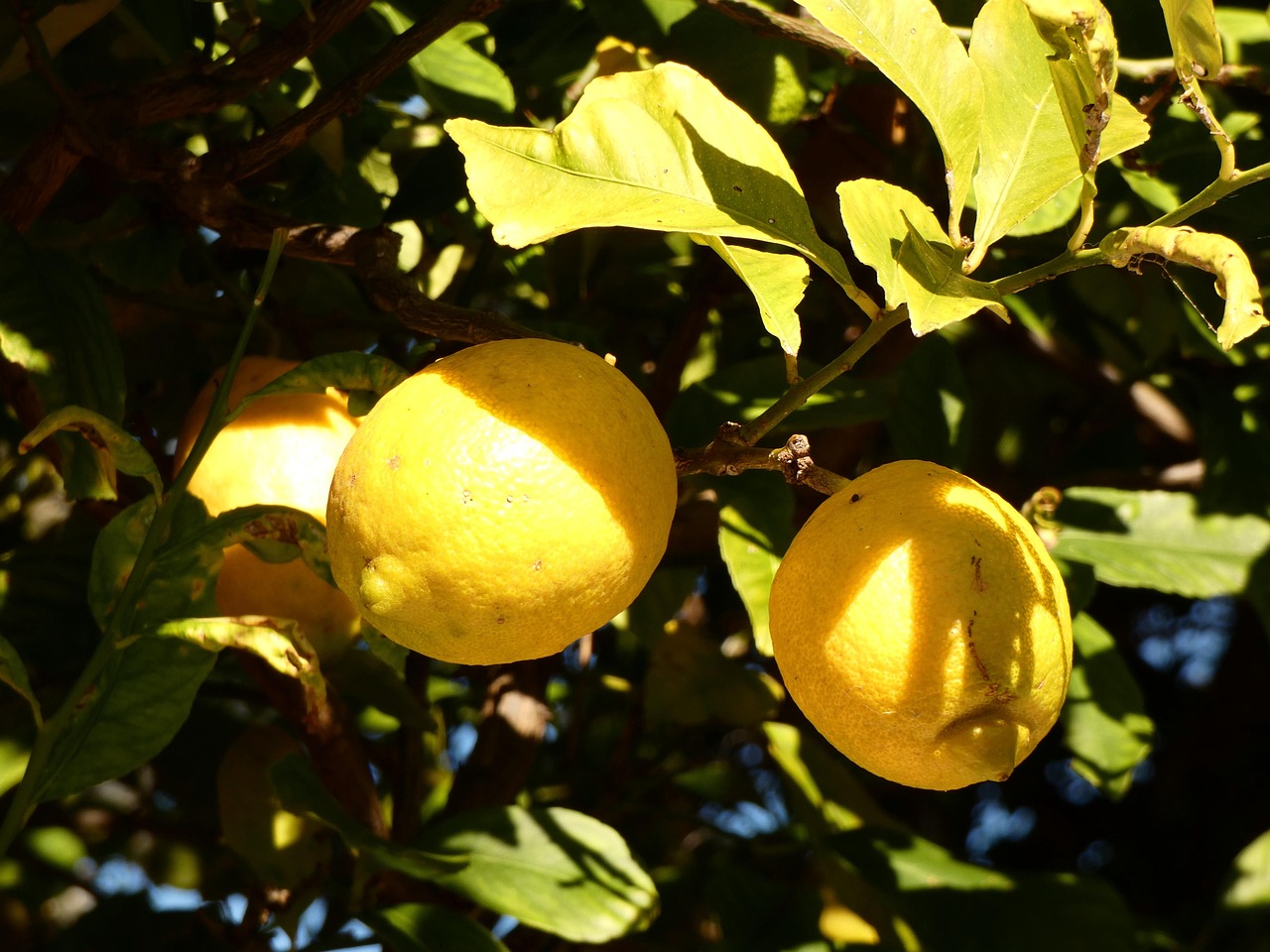 Limones Limonero Naturaleza - Foto gratis en Pixabay