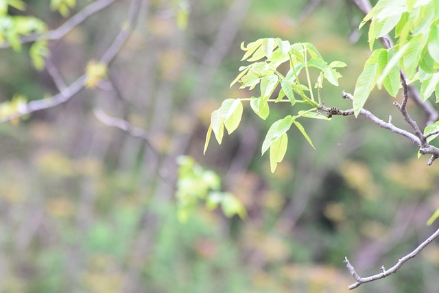 Feuilles Le Printemps Nature - Photo gratuite sur Pixabay - Pixabay