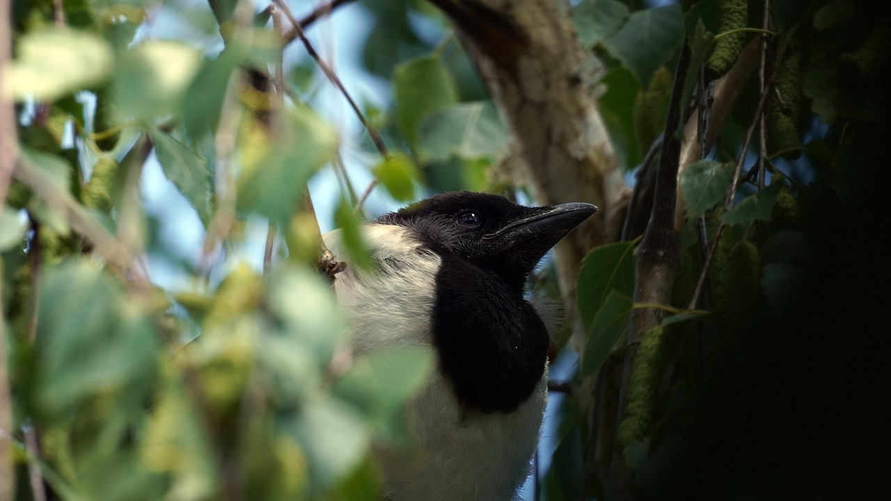 800+ Free Magpie & Nature Images - Pixabay