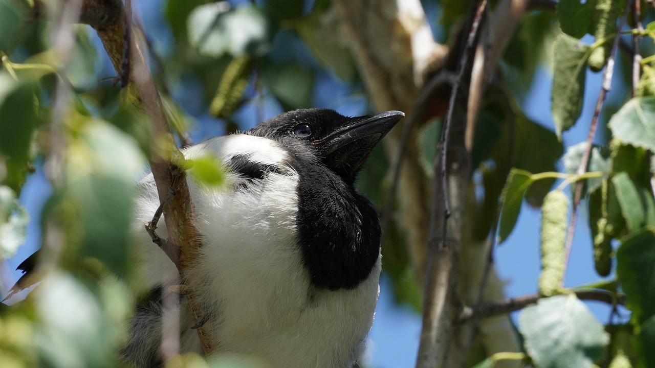 800+ Free Magpie & Nature Images - Pixabay