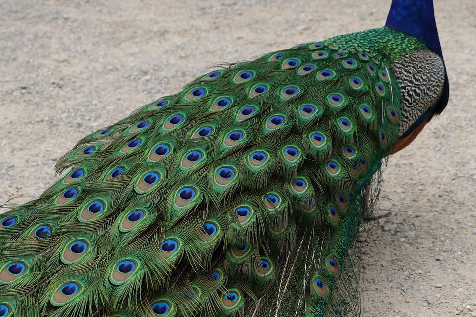 Peacock Bird Animal Pavo - Free photo on Pixabay