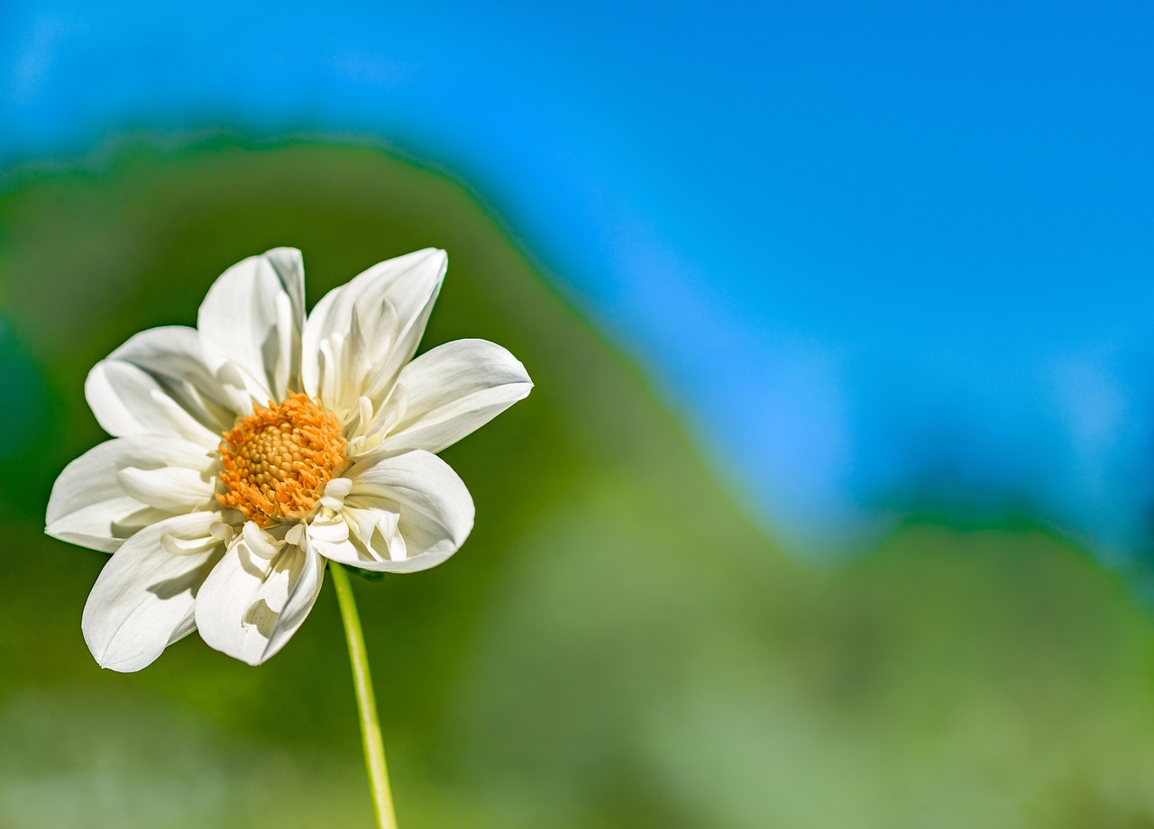 Bunga Tanaman Putih - Foto gratis di Pixabay