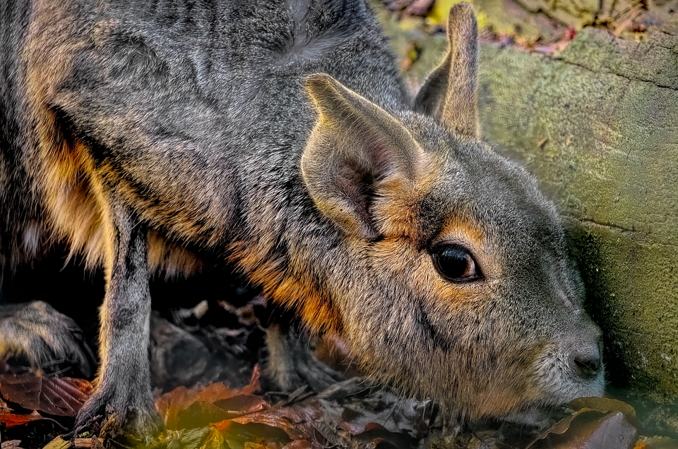 Patagonian Mara Rodent Mammal - Free photo on Pixabay - Pixabay