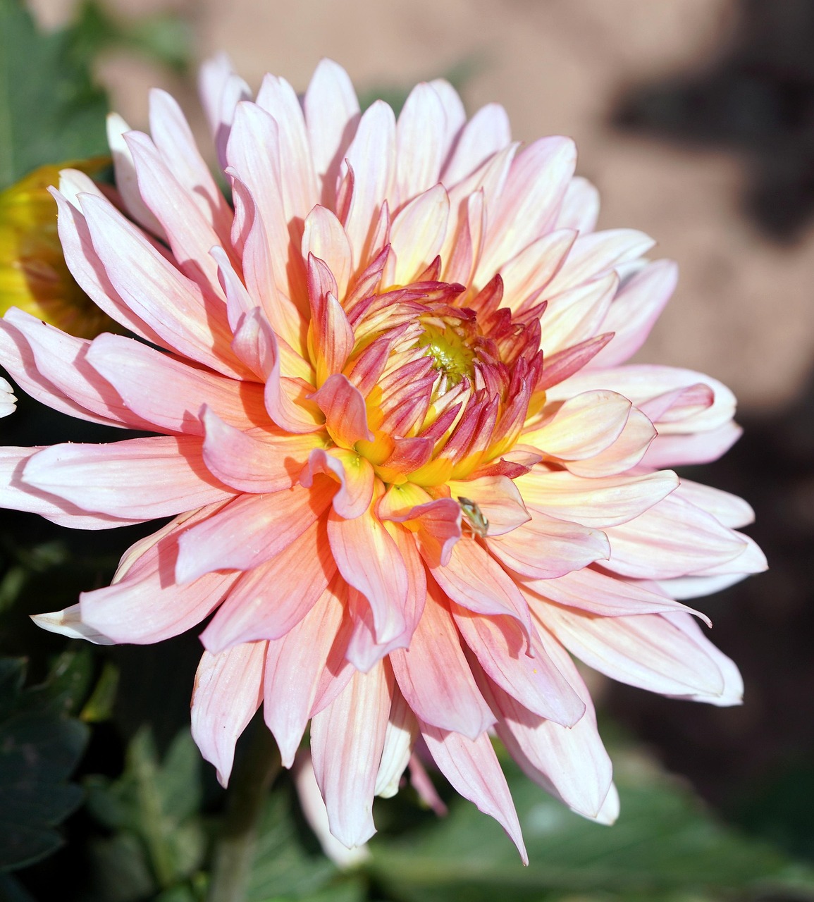 Dahlia Flower Plant Pink - Free photo on Pixabay - Pixabay