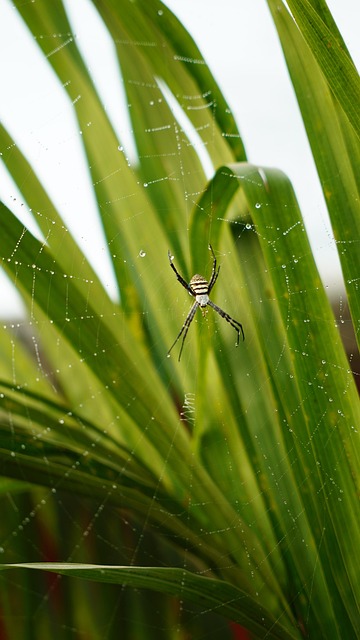 Laba-Laba Alam Spiderman - Foto gratis di Pixabay - Pixabay