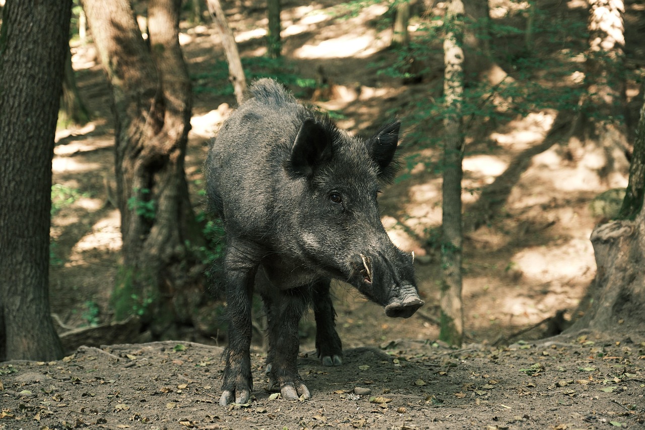 Wildschwein Eber Schwein - Kostenloses Foto auf Pixabay - Pixabay