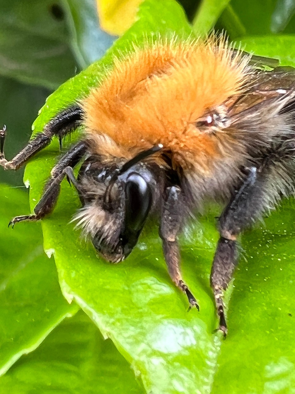 Bourdon Insecte Pollinisation - Photo gratuite sur Pixabay - Pixabay