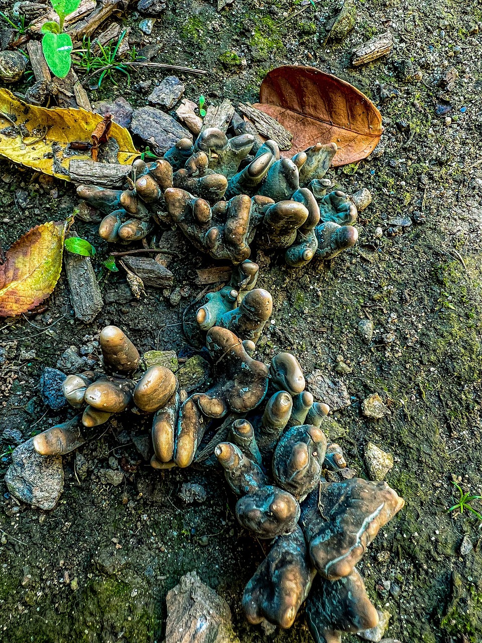 Mushroom Nature Deadmansfinger - Free photo on Pixabay - Pixabay