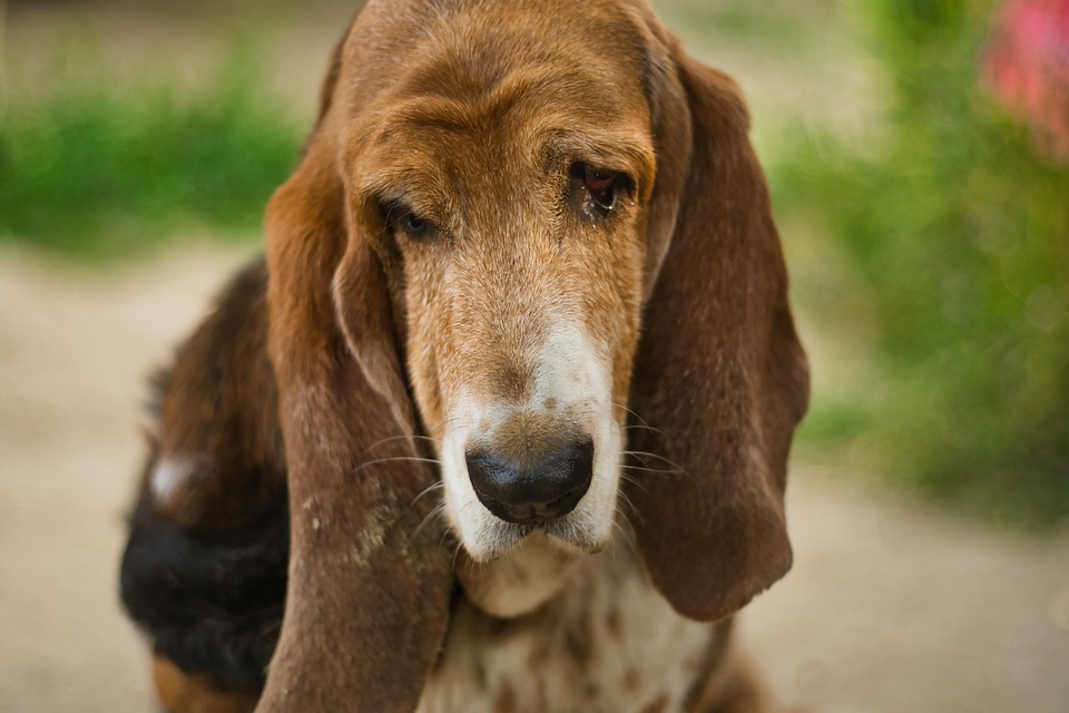 Basset Hound Sad Eyes Looking Down - Free photo on Pixabay