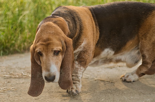 Basset Hound Sad Eyes Looking Down - Free photo on Pixabay