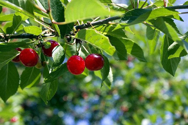 Cereza Jardín Plantas - Foto gratis en Pixabay - Pixabay