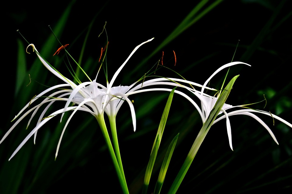 Spider Lily Flowers Plant White - Free photo on Pixabay - Pixabay