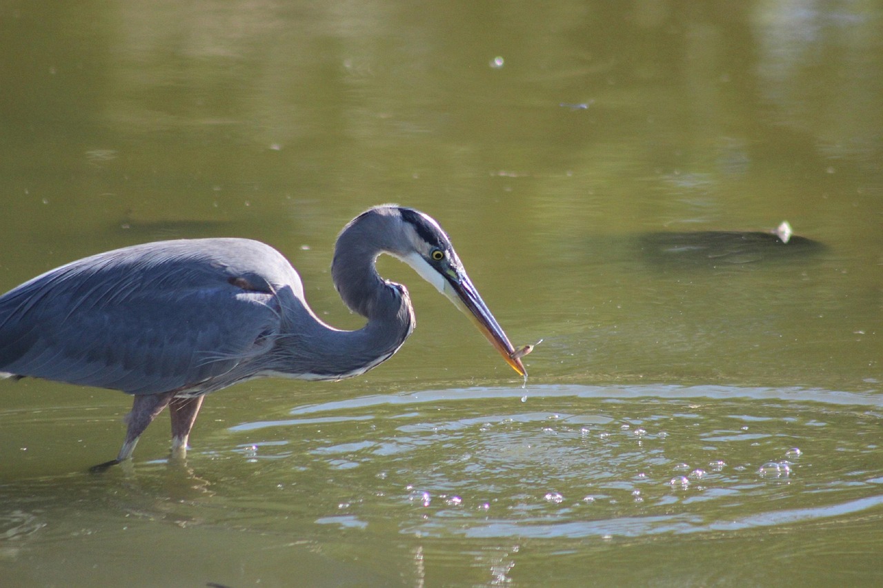Bird Heron Feathers - Free photo on Pixabay - Pixabay