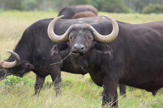 Buffalo Horns Africa - Free photo on Pixabay - Pixabay