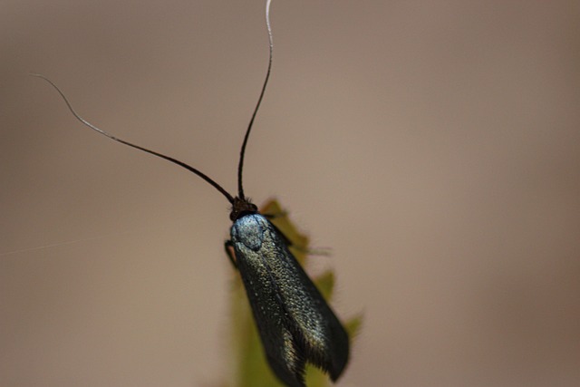 Mettalic Back Insect - Free photo on Pixabay - Pixabay