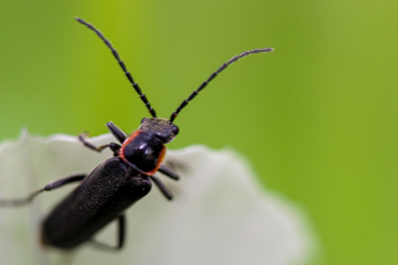 Merveille Insecte Vue D'Insecte - Photo gratuite sur Pixabay - Pixabay