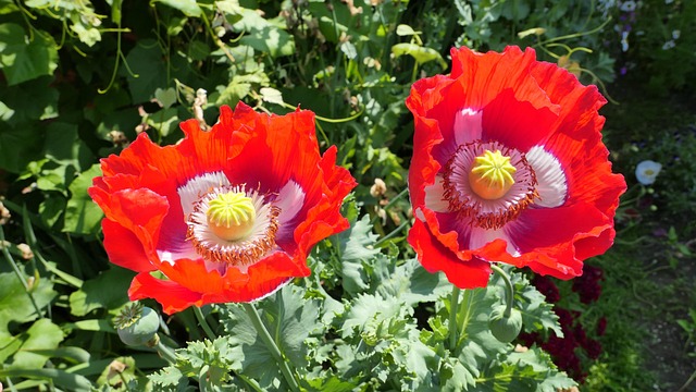 Fleurs Bloom Pavot - Photo gratuite sur Pixabay - Pixabay