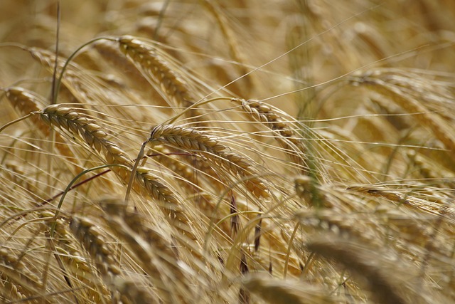 Cebada Campo Granos - Foto gratis en Pixabay - Pixabay