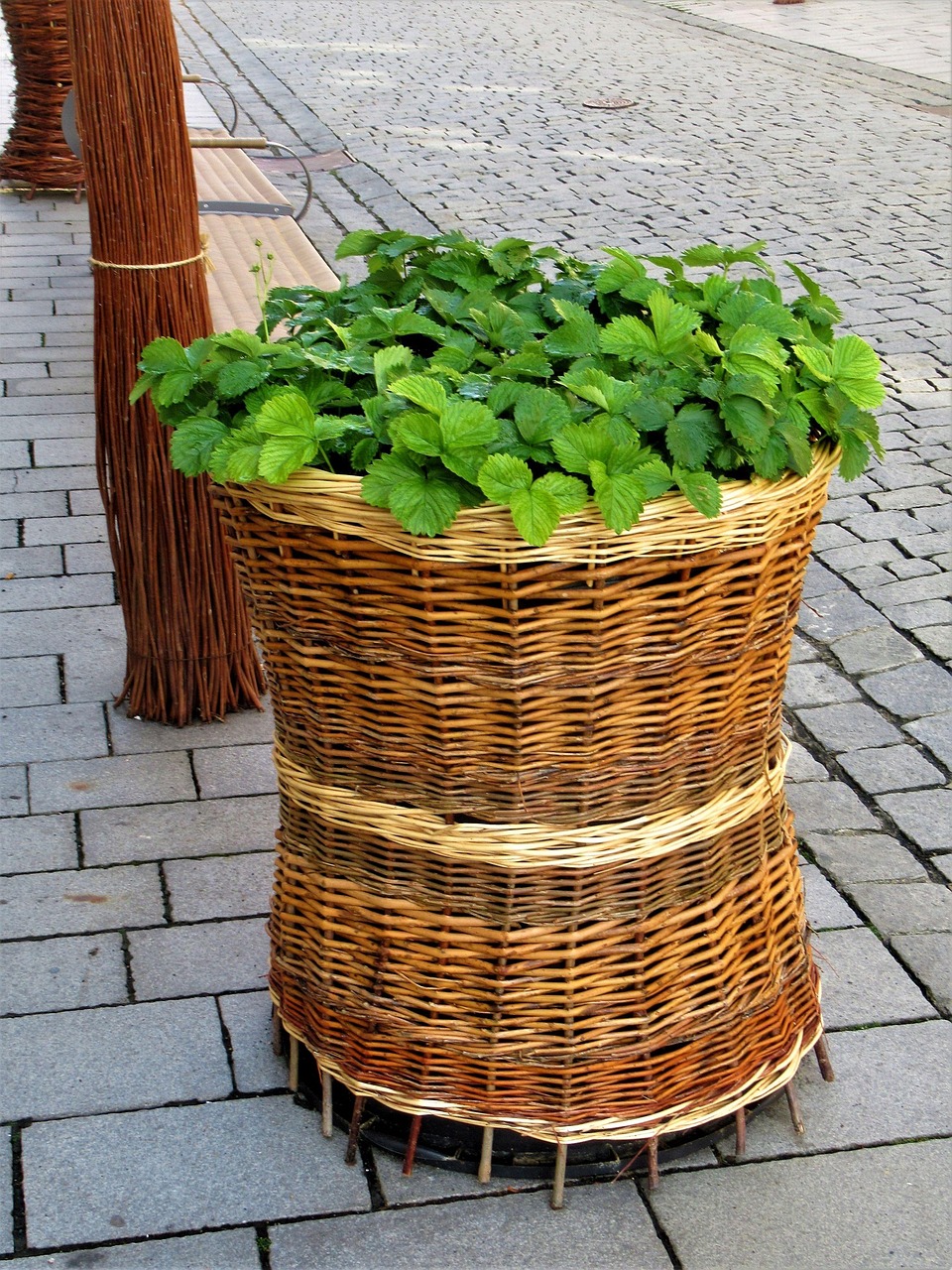 Vime Plantas Bijuterias De Rua - Foto gratuita no Pixabay - Pixabay