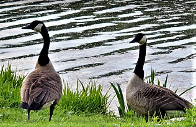 Wild Geese Few Upper Main - Free photo on Pixabay - Pixabay