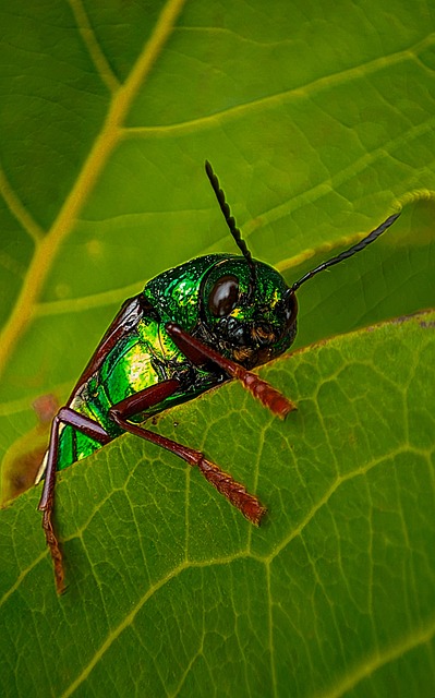 Insecte Ailes Voler - Photo gratuite sur Pixabay - Pixabay
