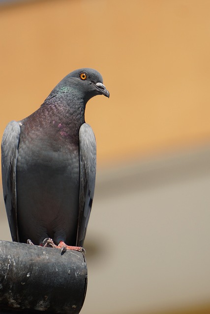 Burung Merpati Mata - Foto gratis di Pixabay - Pixabay
