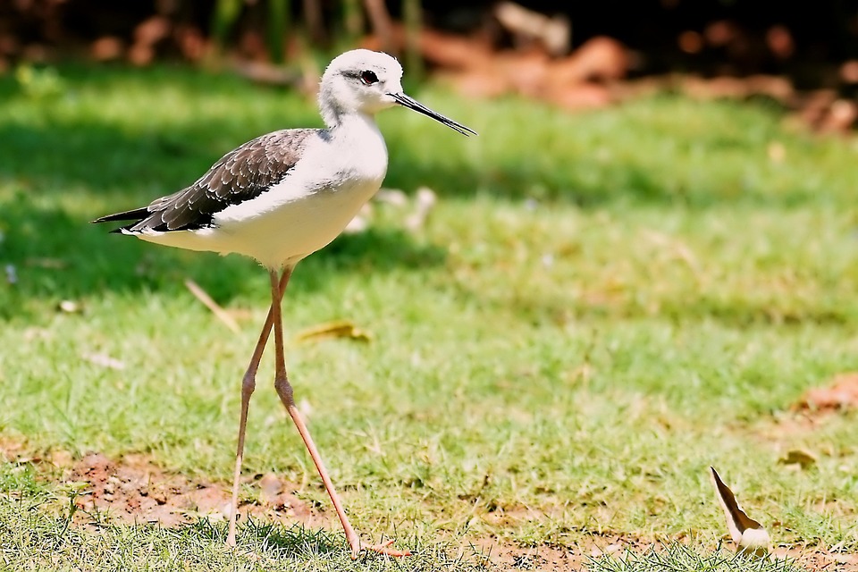 Stilt Animal Meaning at Lorelei Rios blog