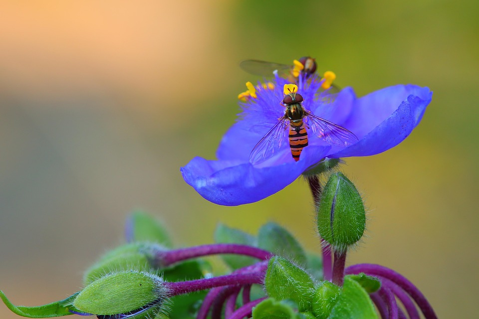 Flower Insect Bee - Free photo on Pixabay - Pixabay