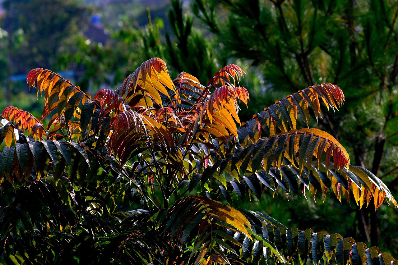 Frunze Plantelor Frunzele Tinere - Fotografie gratuită pe Pixabay - Pixabay