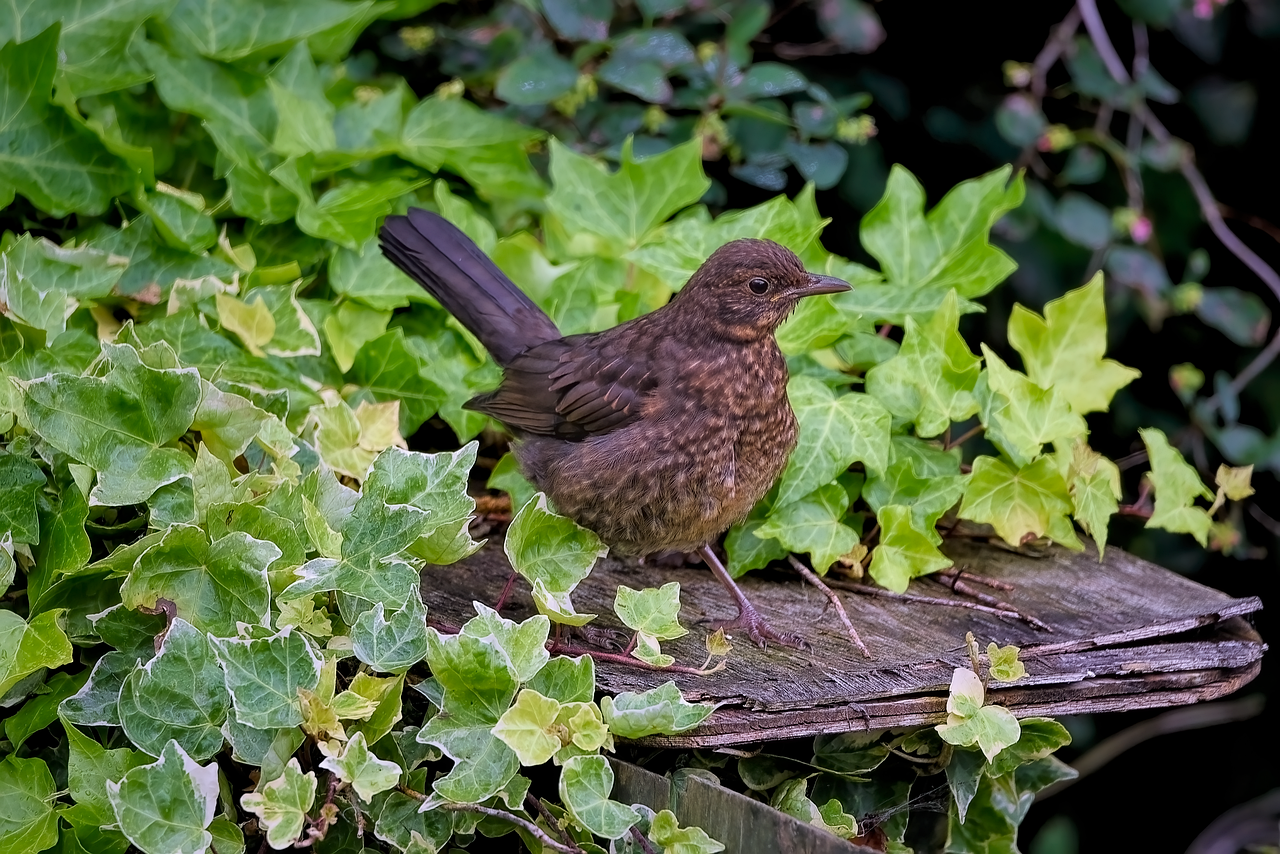 9,000+ Free European Blackbird & Blackbird Images - Pixabay