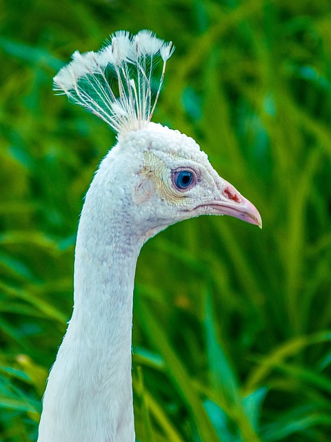 Pájaro Pavo Real Corona - Foto gratis en Pixabay - Pixabay