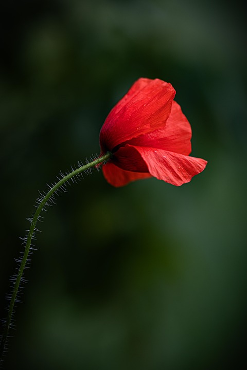 Flower Poppy Petals - Free photo on Pixabay
