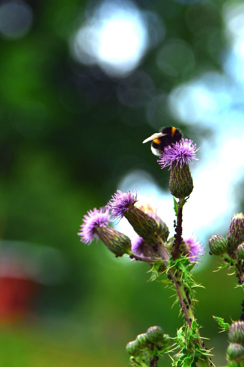 Flowers Bee Pollination - Free photo on Pixabay