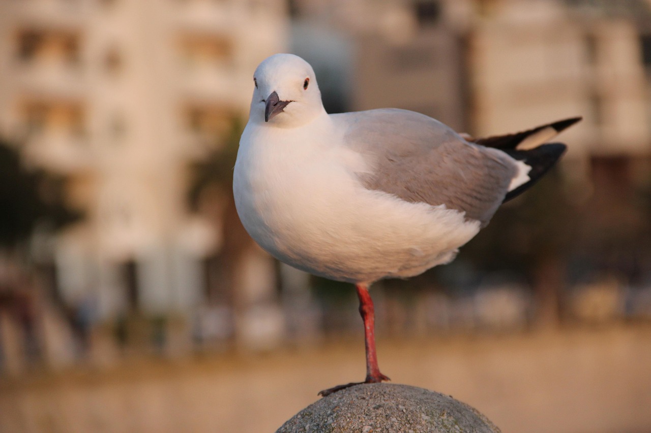 Seagull Bird Gull - Free photo on Pixabay - Pixabay