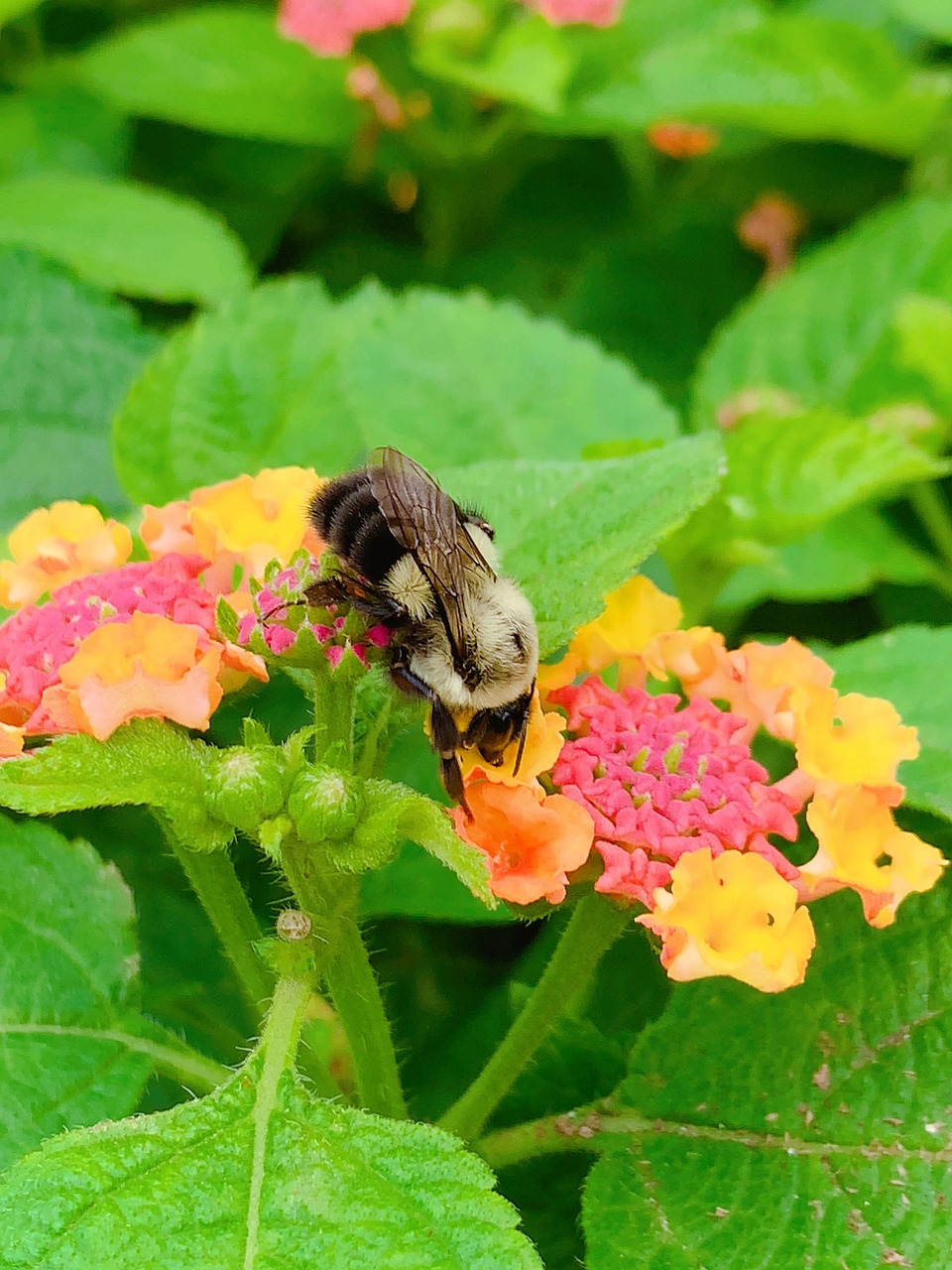 Lantana Bee Pollination - Free photo on Pixabay - Pixabay