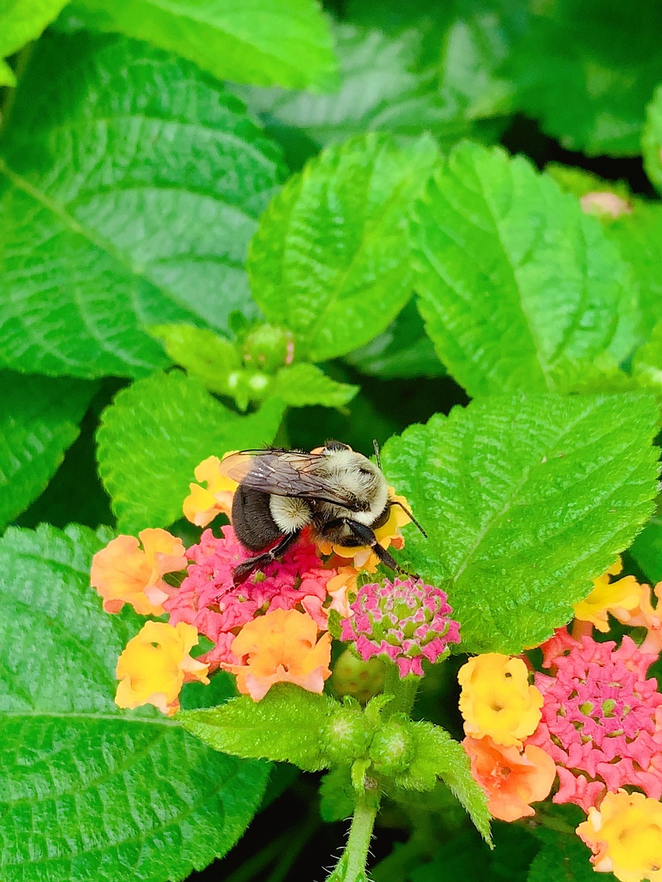 Lantana Bee Pollination - Free photo on Pixabay - Pixabay