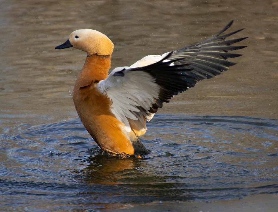 Ruddy Shelduck Bird Lake Tadorna - Free photo on Pixabay