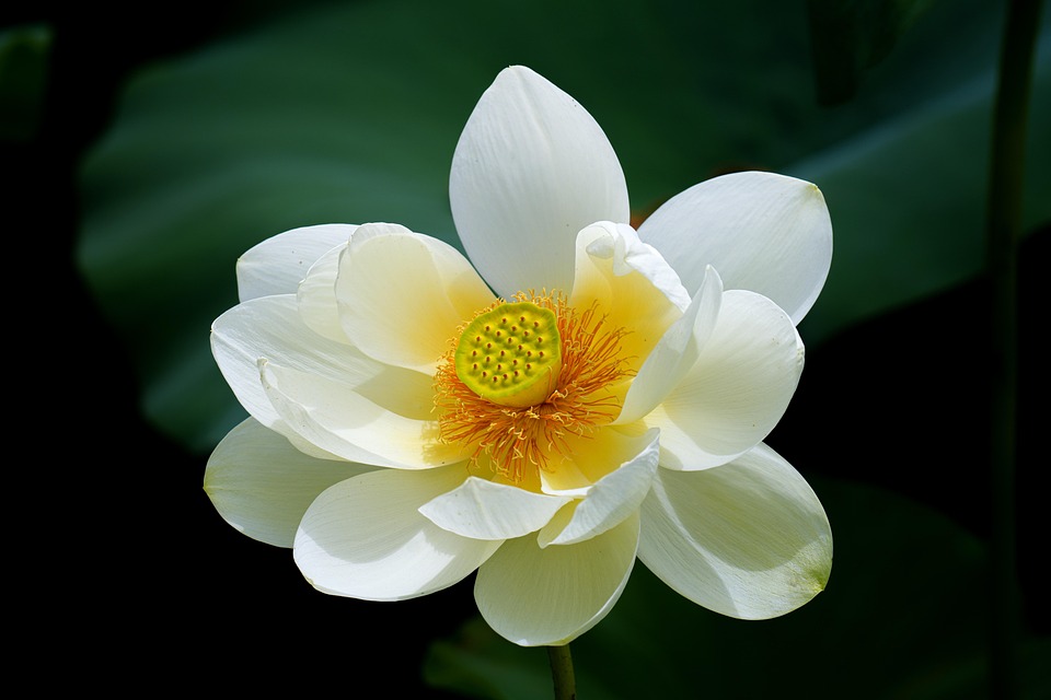 Floare Lotus Alb Plante - Fotografie gratuită pe Pixabay