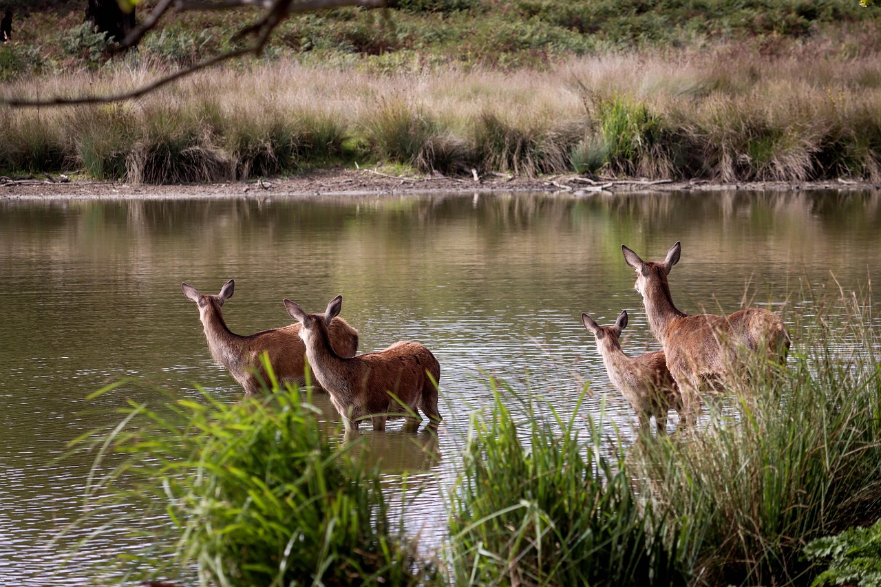 90+ Free Deer Lake & Deer Images - Pixabay