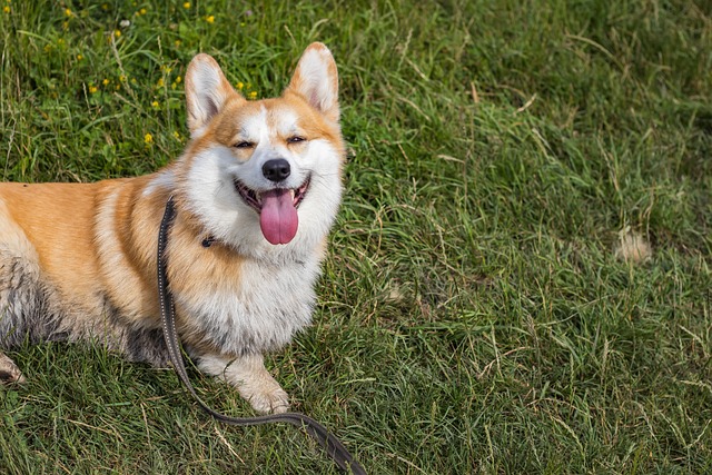 Cachorro Corgi Galês - Foto gratuita no Pixabay - Pixabay