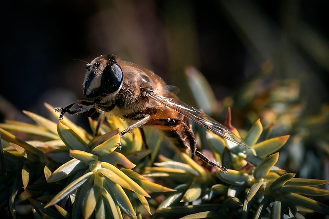 50,000+ Free Insect Close-Up & Nature Images - Pixabay