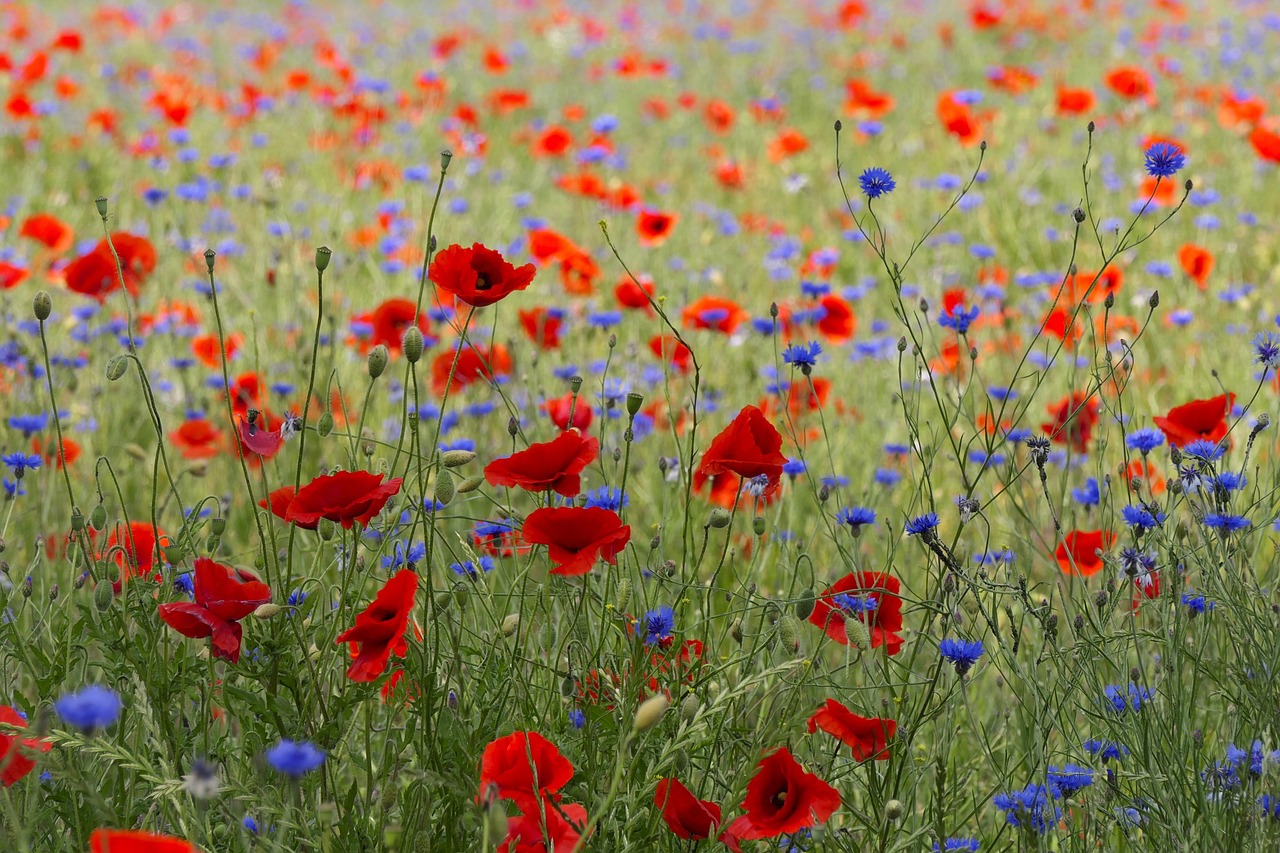 Bloemen Klaprozen Plantkunde - Gratis foto op Pixabay - Pixabay