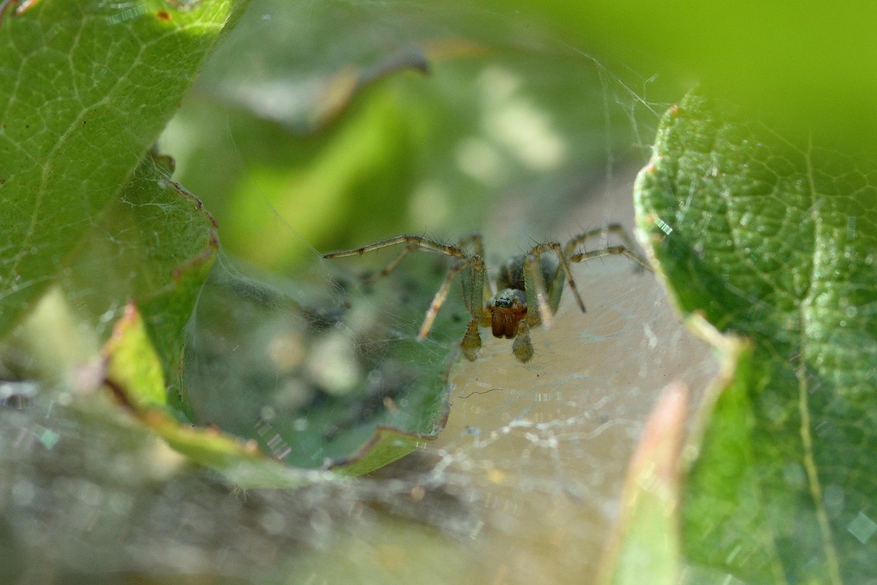 Spinne Spinnennetz Insekt - Kostenloses Foto auf Pixabay - Pixabay