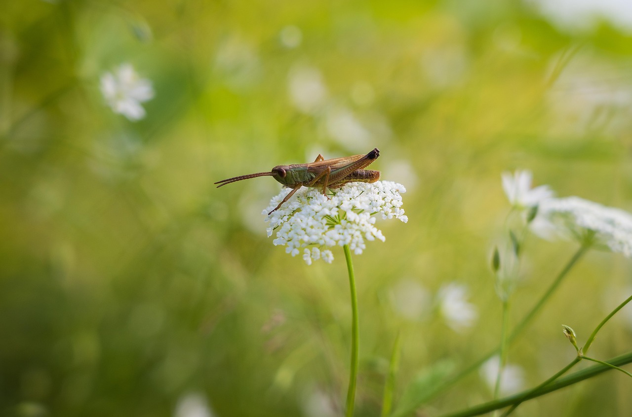 300+ Free Grasshopper Summer & Grasshopper Images - Pixabay