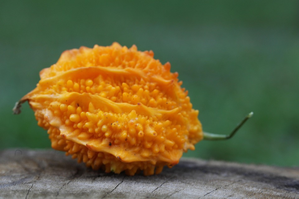 Momordica Charantia Bitter Melon - Free photo on Pixabay - Pixabay