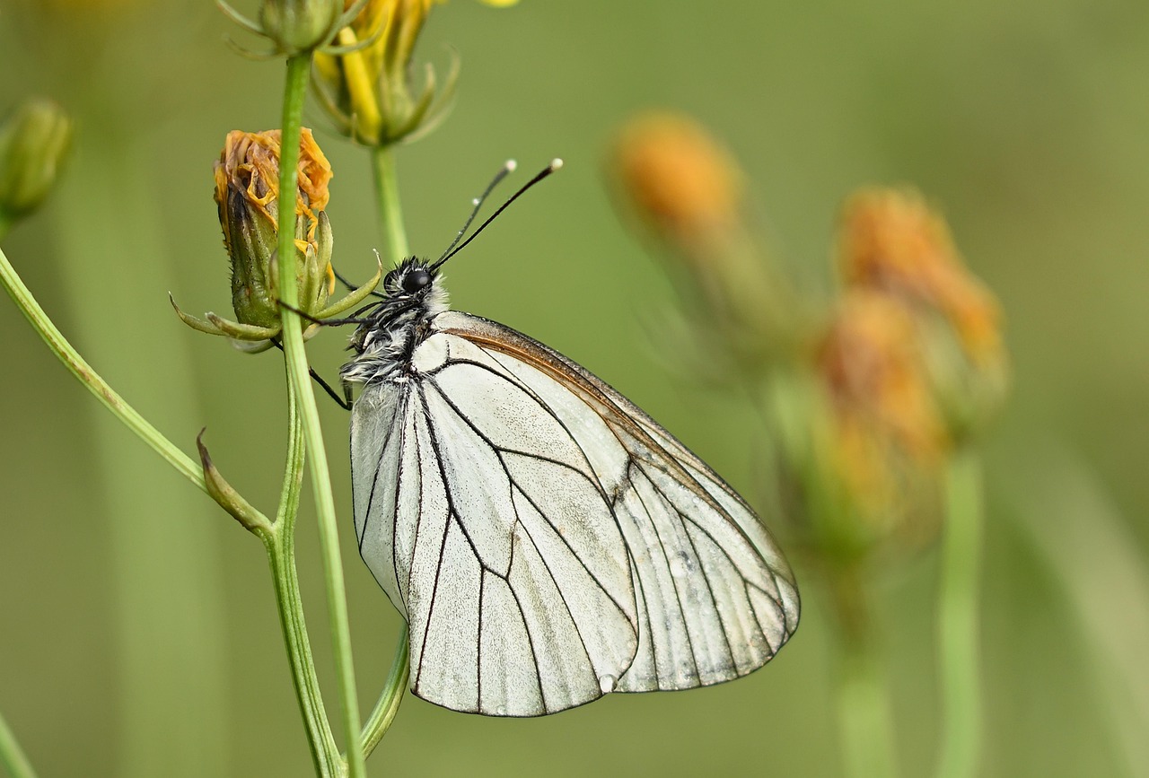 Butterfly Tree White Grass - Free photo on Pixabay