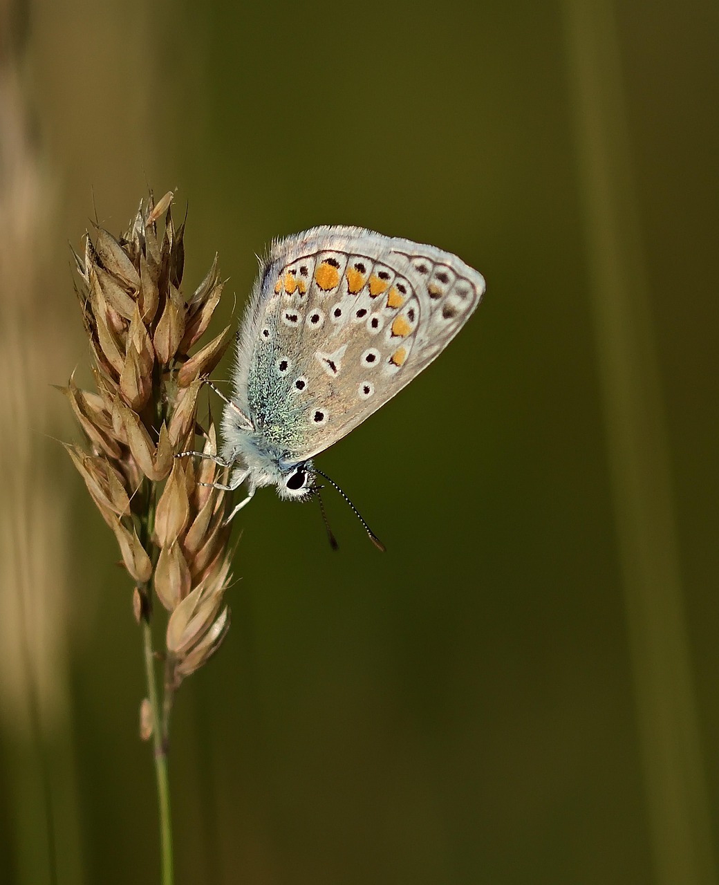 Papillon Bleu Commun Prairie Le - Photo gratuite sur Pixabay - Pixabay