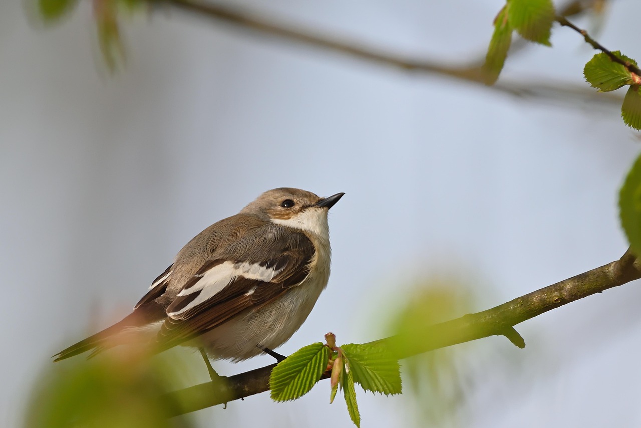 Pied Flycatcher Songbird Sunrise - Free photo on Pixabay