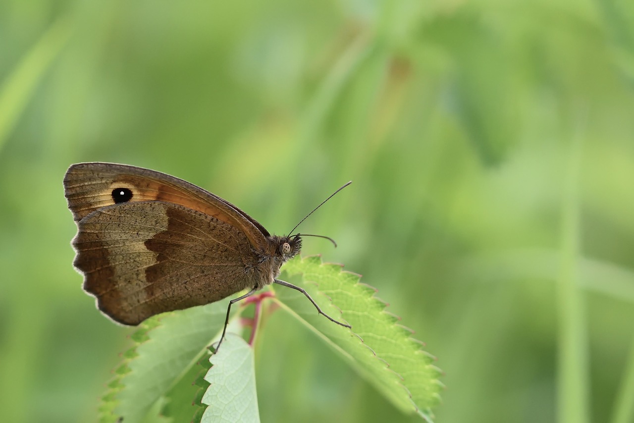 40,000+ Free Butterfly Close Up & Butterfly Images - Pixabay